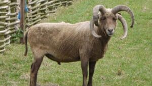 Viking Farm Animals | Complete list | Nordic Culture - Skjalden.com