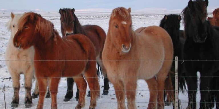 Viking Farm Animals | Complete list | Nordic Culture - Skjalden.com