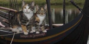 Cats went on raids with the Vikings | Nordic Culture - Skjalden.com