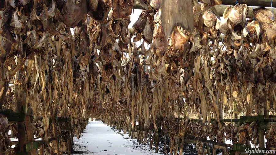 Hardfiskur | Iceland's Unique Dry Fish